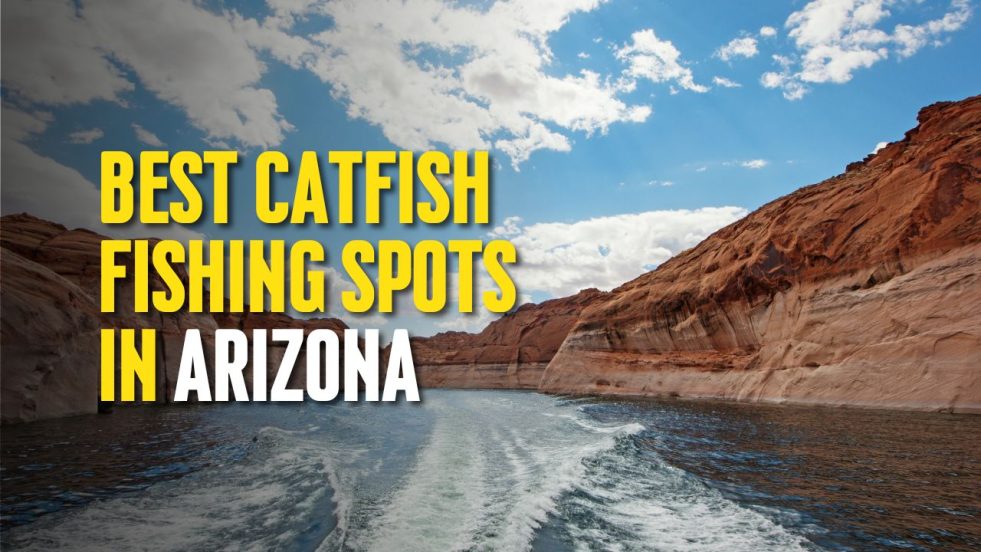 Best Catfish Fishing Spots in Arizona - The Outdoor Tips