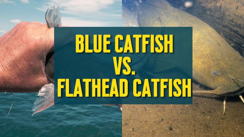 Blue Catfish vs. Flathead Catfish - The Outdoor Tips