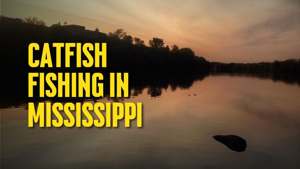 Catfish Fishing in Mississippi - The Outdoor Tips